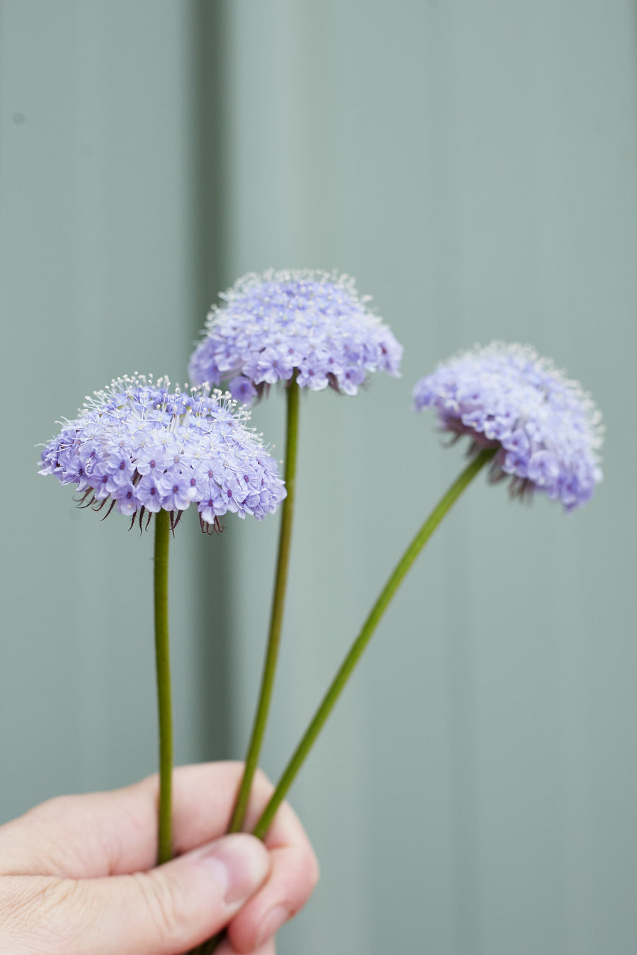 Rottnest Island Daisy Flower Australian Native | X 50 Seeds – Veggie ...