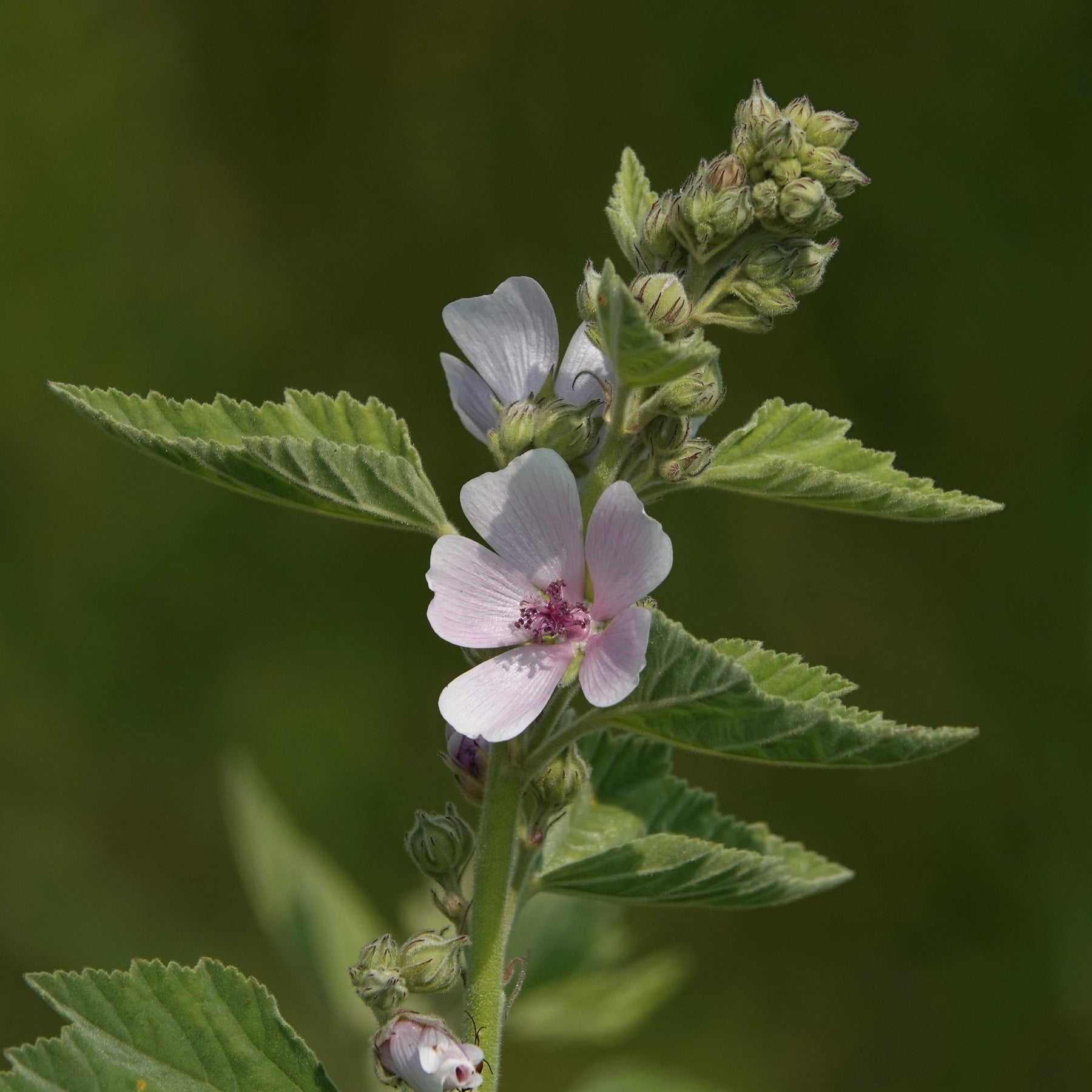 Marshmallow Althaea officinalis Herb | X 100 Seeds – Veggie & Flower ...