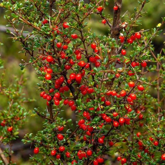 Tree & Grass Seeds – Veggie & Flower Garden Seeds