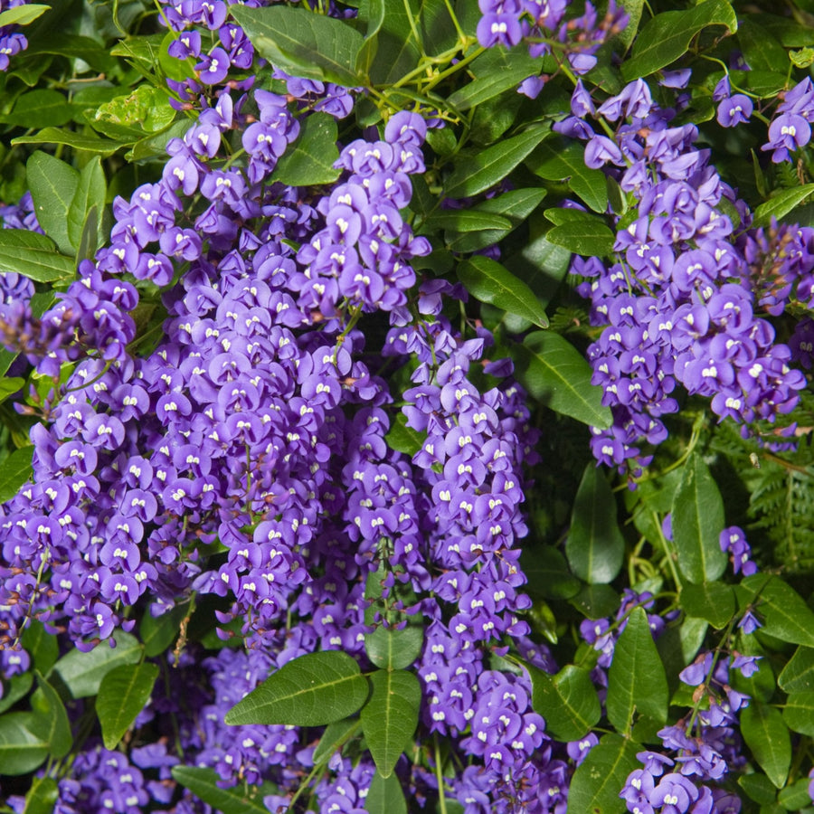 Flower Seeds – Page 13 – Veggie & Flower Garden Seeds