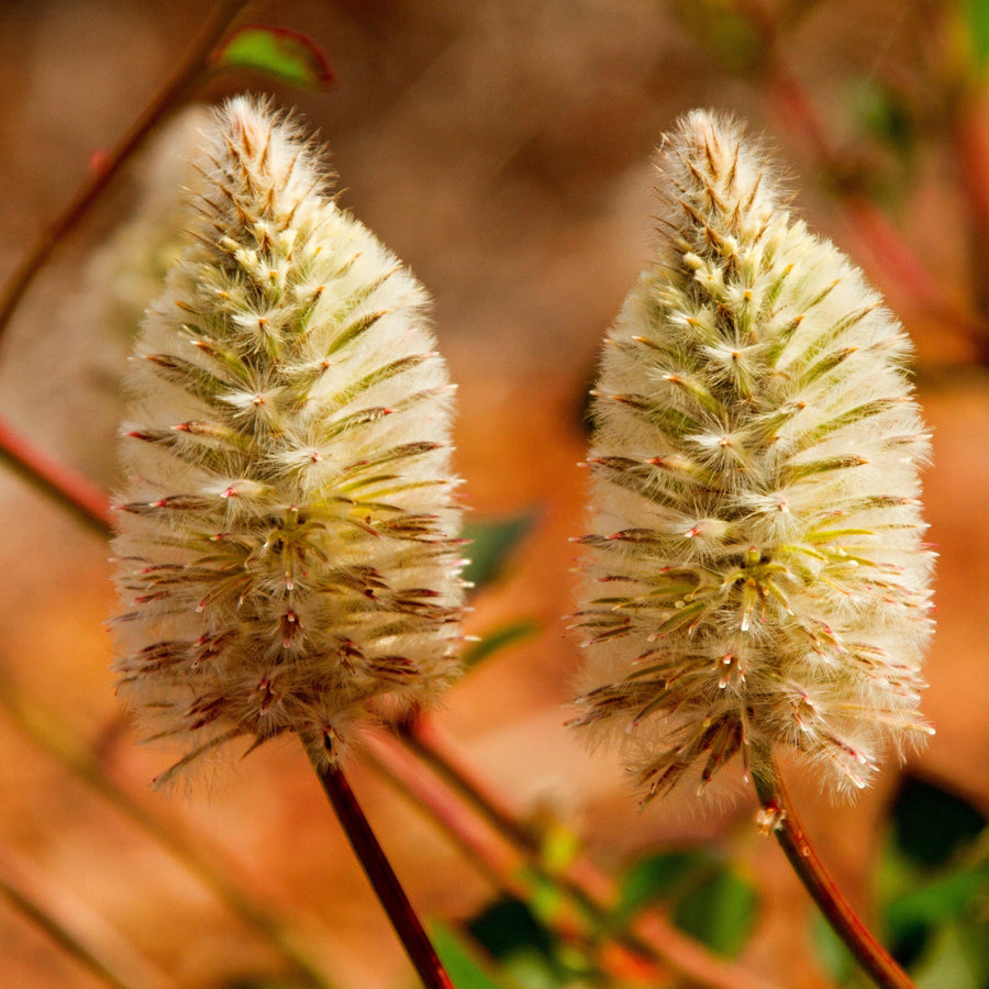 Australian Native Seeds – Veggie & Flower Garden Seeds