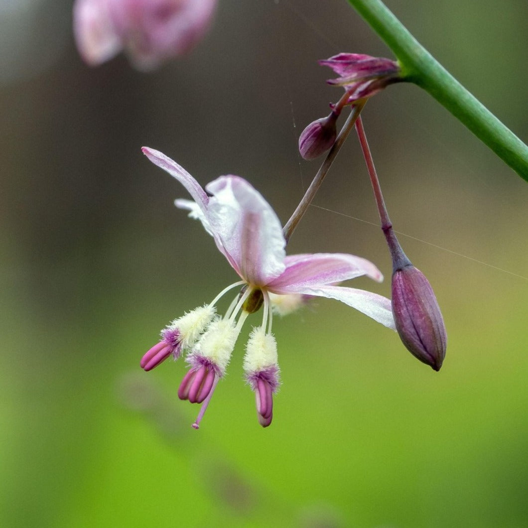 Pale Vanilla-lily Arthropodium milleflorum Australian Native | X 10 Se ...