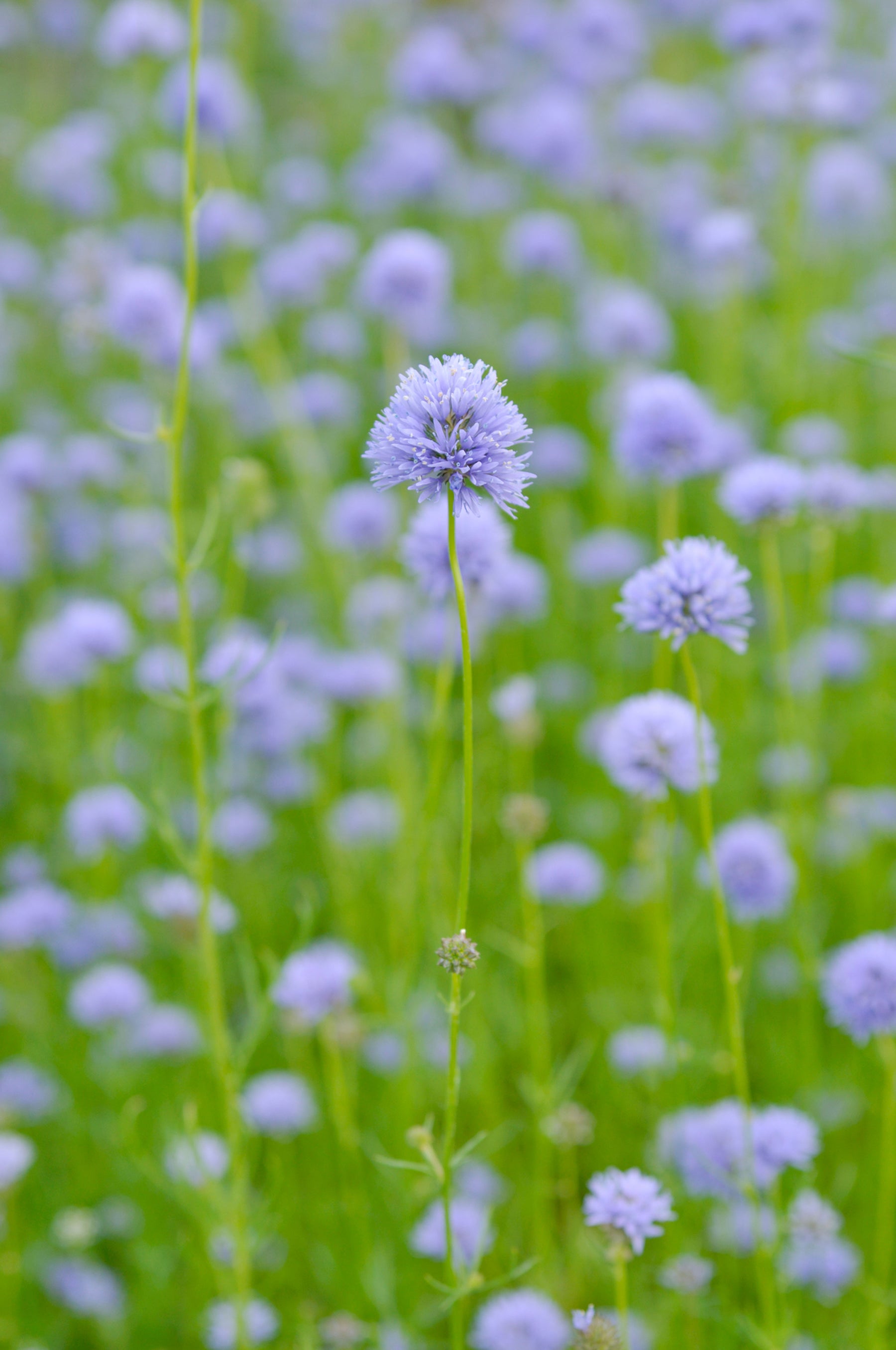 Queen Anne’s Thimbles Violet Blue Flower | X 200 Seeds – Veggie ...