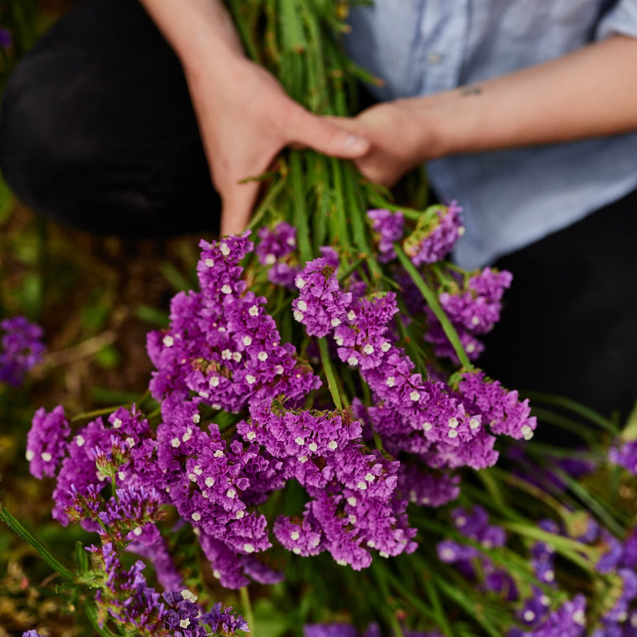 Statice Flower Seeds – Veggie & Flower Garden Seeds