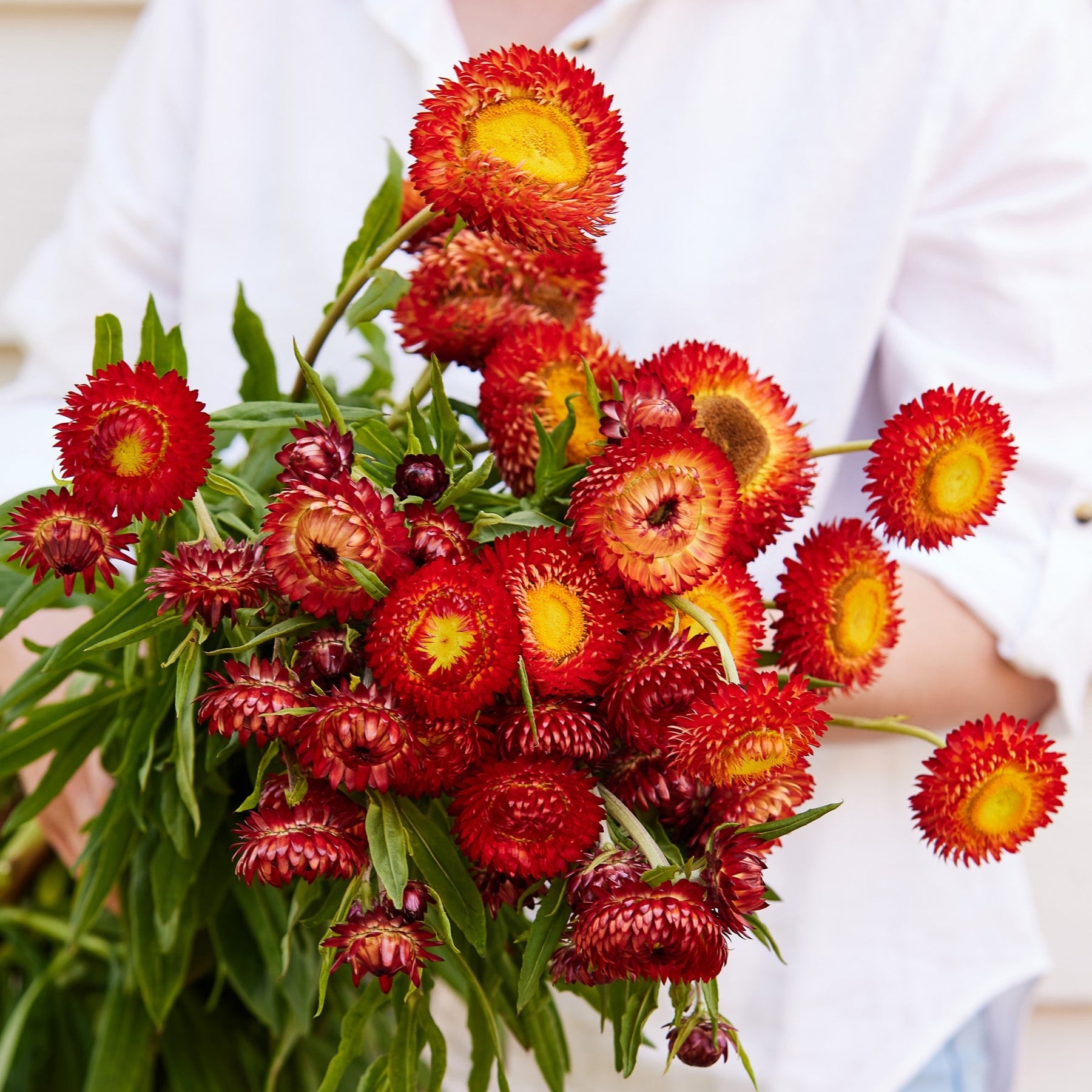Everlasting Strawflower Copper Red | X 100 Seeds – Veggie & Flower ...