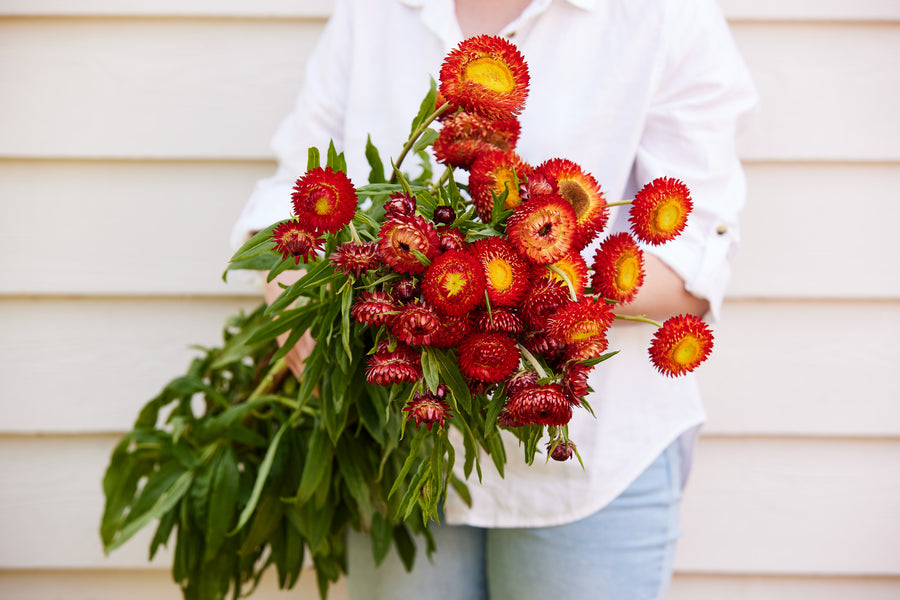 Everlasting Strawflower Copper Red | x 100 Seeds – Veggie & Flower ...