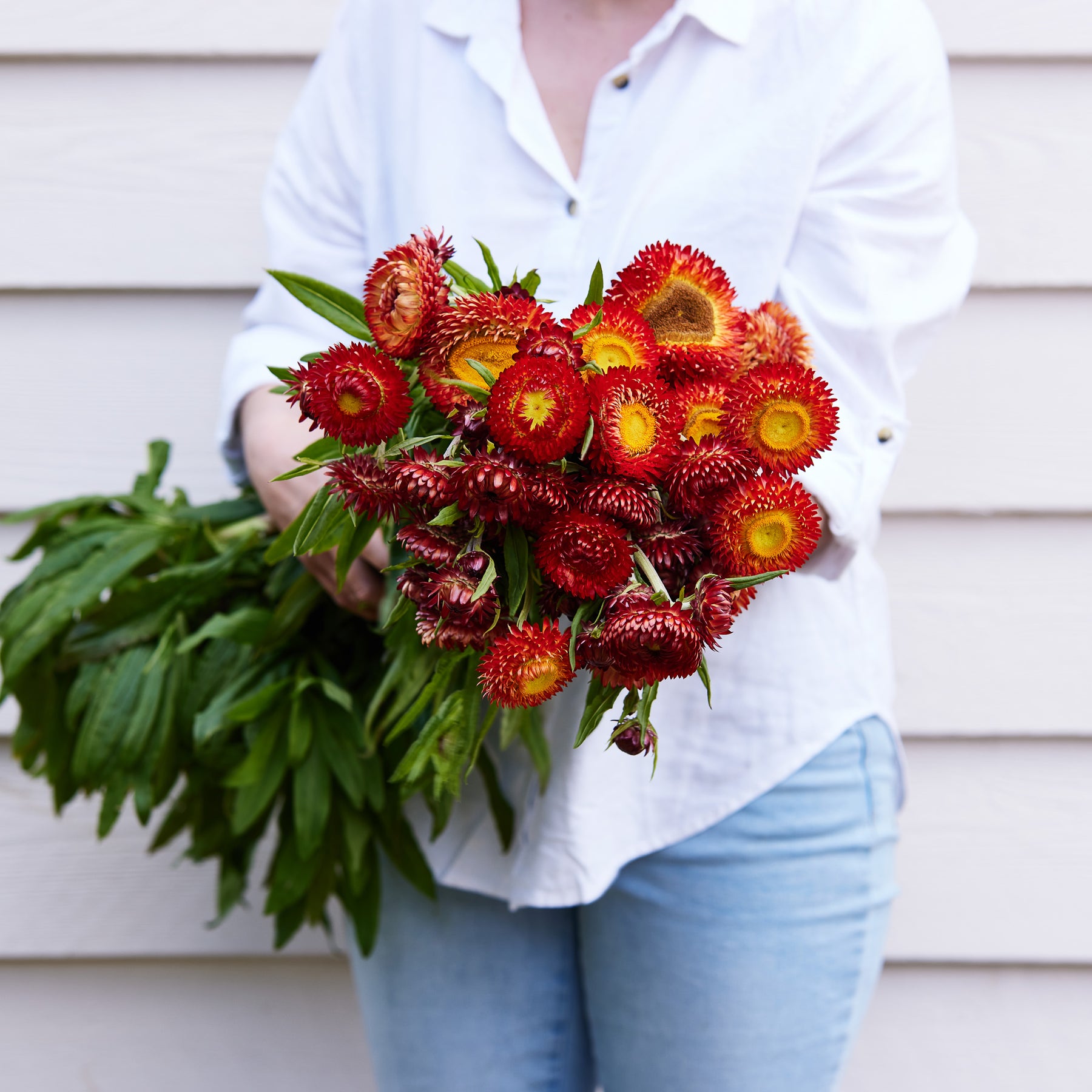 Everlasting Strawflower Copper Red | x 100 Seeds – Veggie & Flower ...