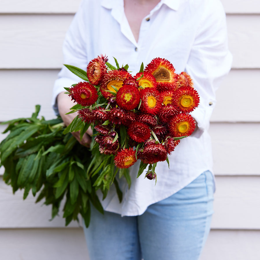 Everlasting Strawflower Copper Red | x 100 Seeds – Veggie & Flower ...