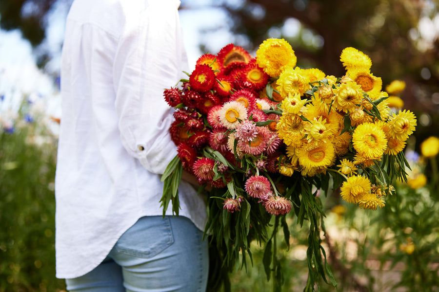 Everlasting Strawflower Copper Red | x 100 Seeds – Veggie & Flower ...