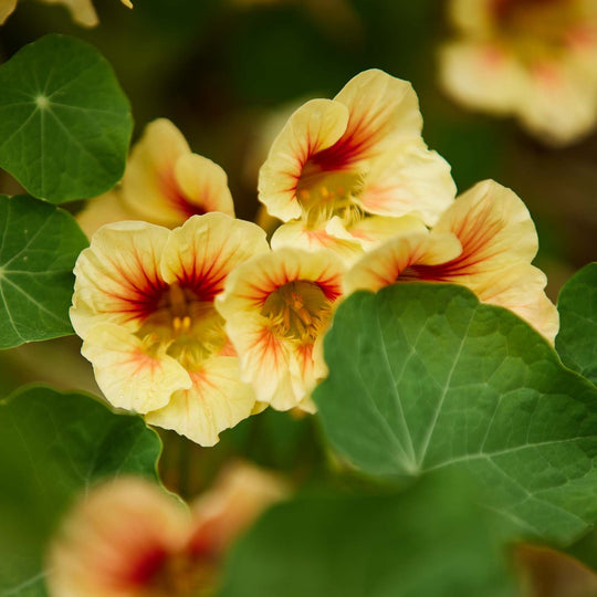 Subtropical Climate Seeds to Grow In Winter – Page 7 – Veggie & Flower ...