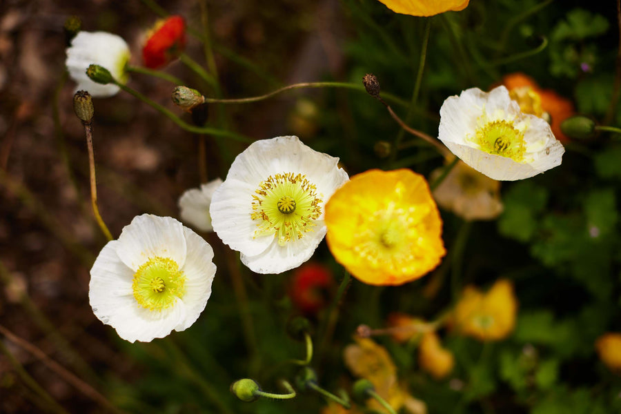 Poppy Iceland Pastel Victory Giant Mixed Flower | X 300-500 seeds ...