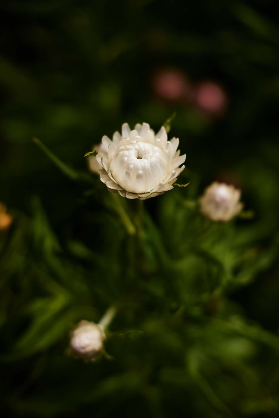 Everlasting Strawflower White | X 100 Seeds – Veggie & Flower Garden Seeds