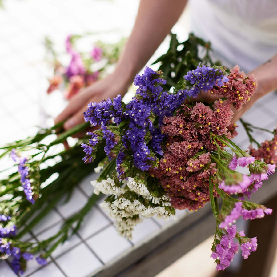 Statice Roselight Flower | X 50 Seeds – Veggie & Flower Garden Seeds