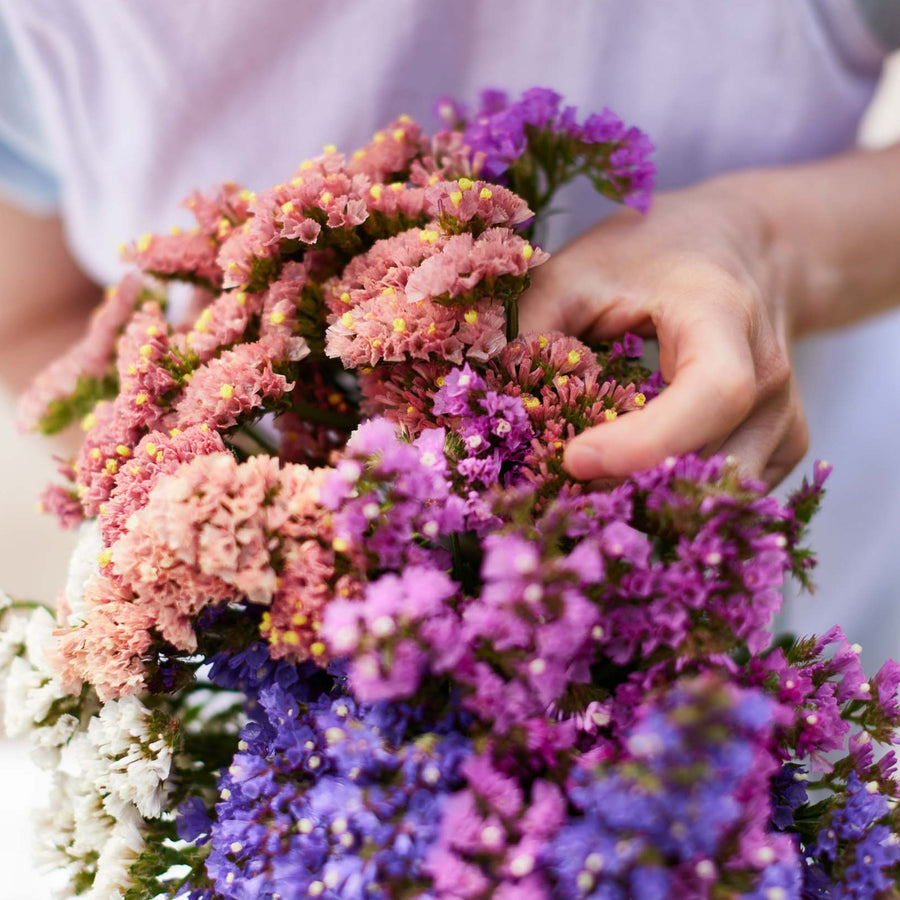 Statice Roselight Flower | X 50 Seeds – Veggie & Flower Garden Seeds