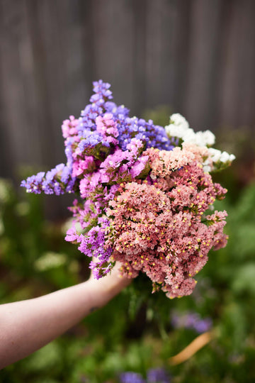 Statice Midnight Blue Flower | X 50 Seeds – Veggie & Flower Garden Seeds