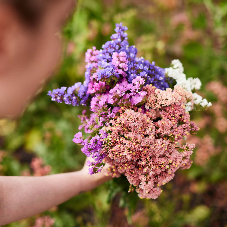 Statice Roselight Flower | X 50 Seeds – Veggie & Flower Garden Seeds