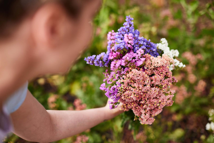 Statice Pacific Mix Flower | X 50 Seeds – Veggie & Flower Garden Seeds