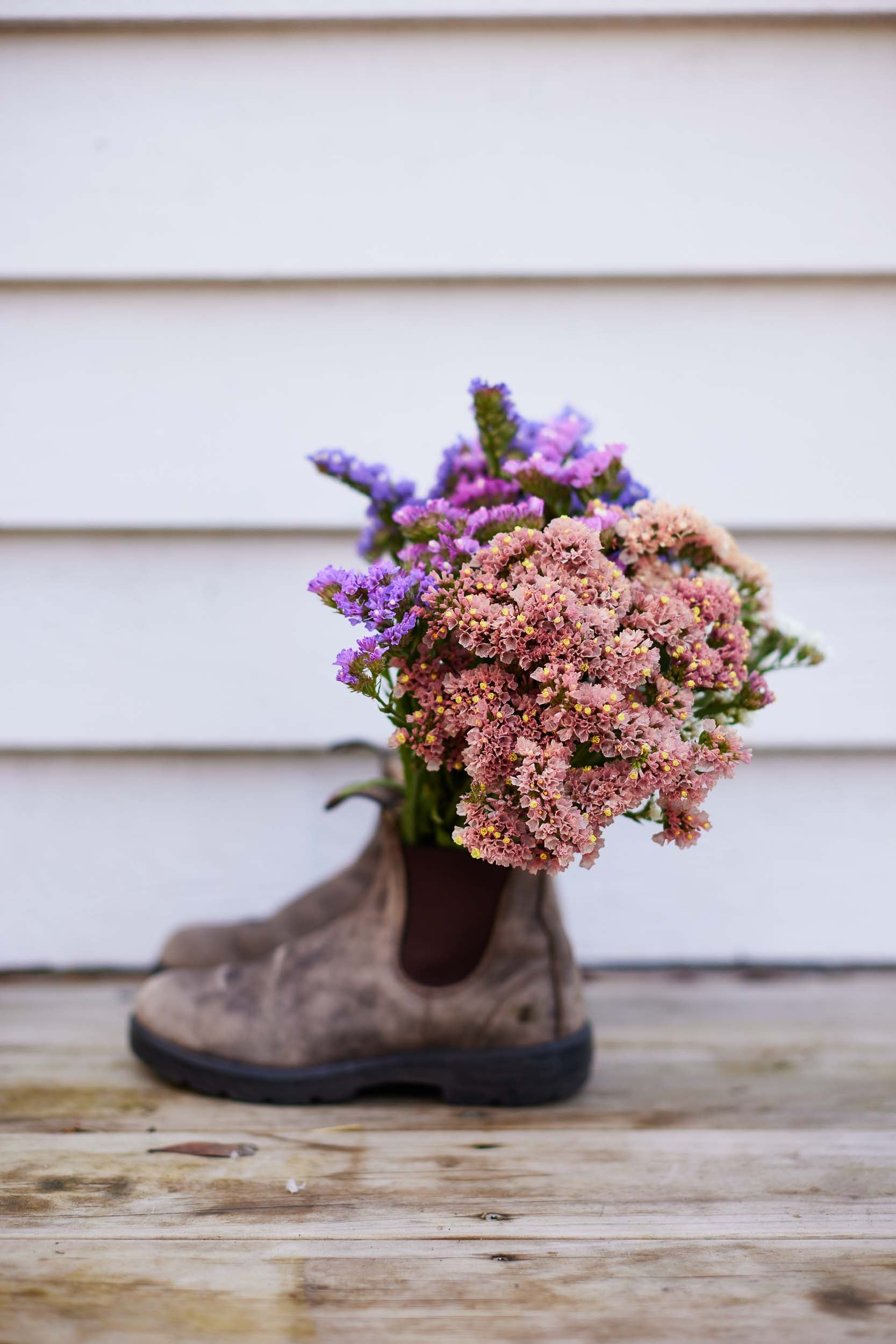 Statice Pacific Mix Flower | X 50 Seeds – Veggie & Flower Garden Seeds