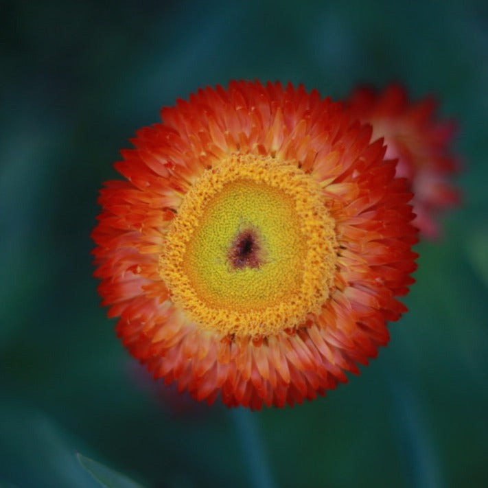 Everlasting Strawflower Copper Red | X 100 Seeds – Veggie & Flower ...