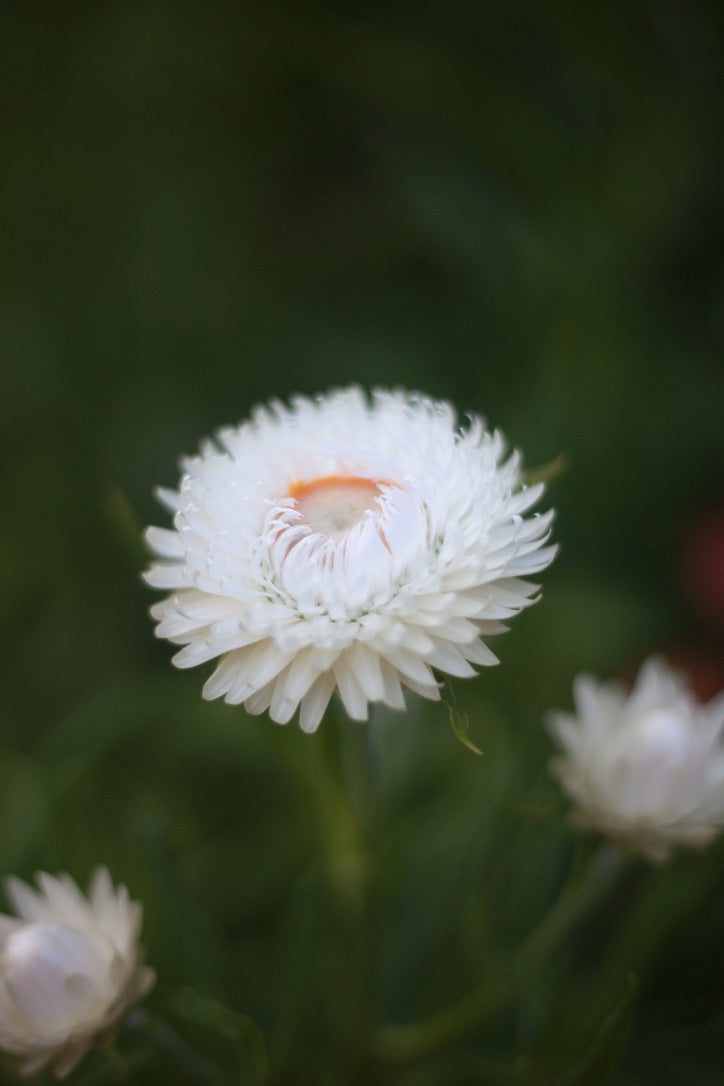 Everlasting Strawflower White | X 100 Seeds – Veggie & Flower Garden Seeds