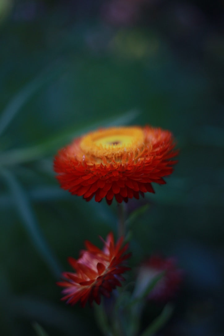 Everlasting Strawflower Copper Red | x 100 Seeds – Veggie & Flower ...