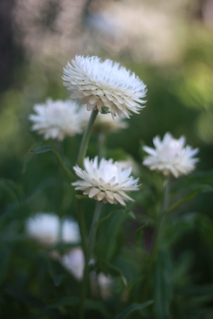 Everlasting Strawflower White | X 100 Seeds – Veggie & Flower Garden Seeds