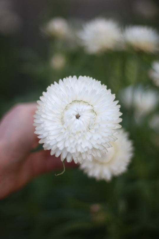 Everlasting Strawflower White | X 100 Seeds – Veggie & Flower Garden Seeds