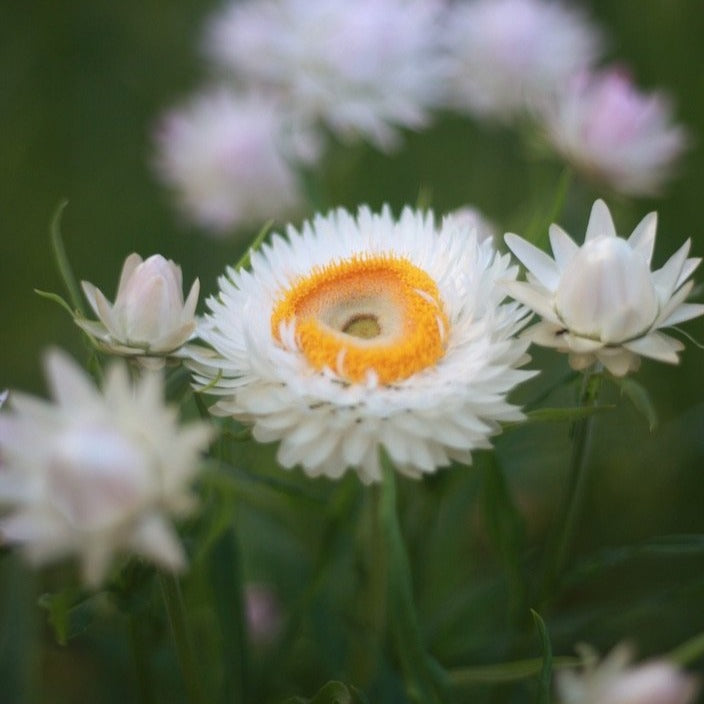Everlasting Strawflower White | X 100 Seeds – Veggie & Flower Garden Seeds