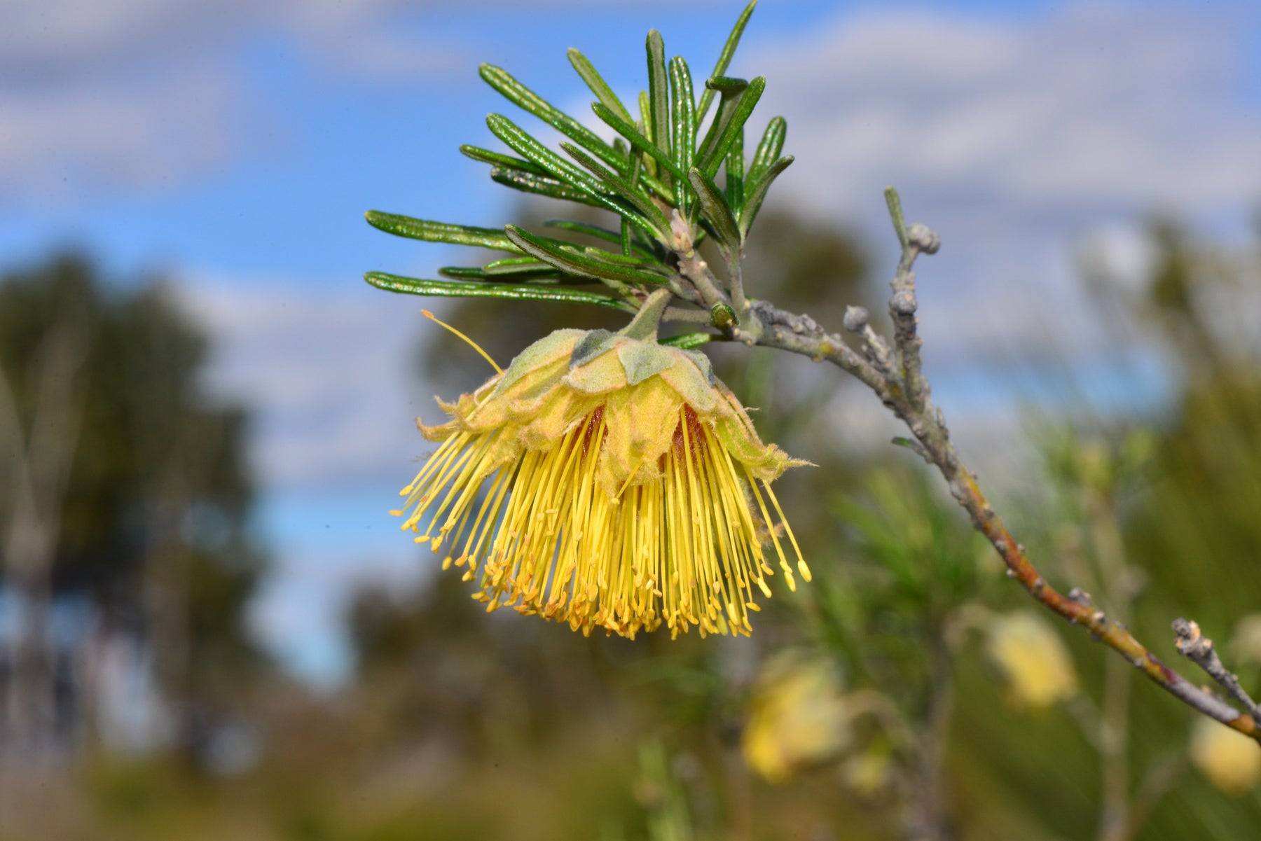 Pine Leaved Western Rose Yanchep Rose Diplolaena Angustifolia | X 20 S ...