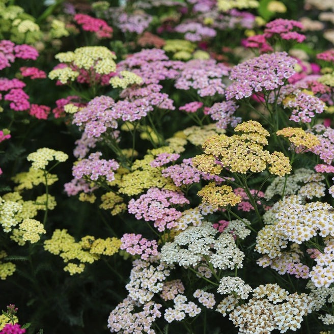 Yarrow Colorado Mix Achillea millefolium Flower | X 100 Seeds – Veggie ...