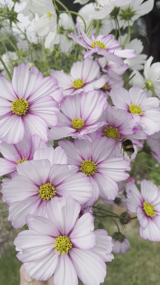 Cosmos Sensation Picotee Flower | X 50 Seeds – Veggie & Flower Garden Seeds