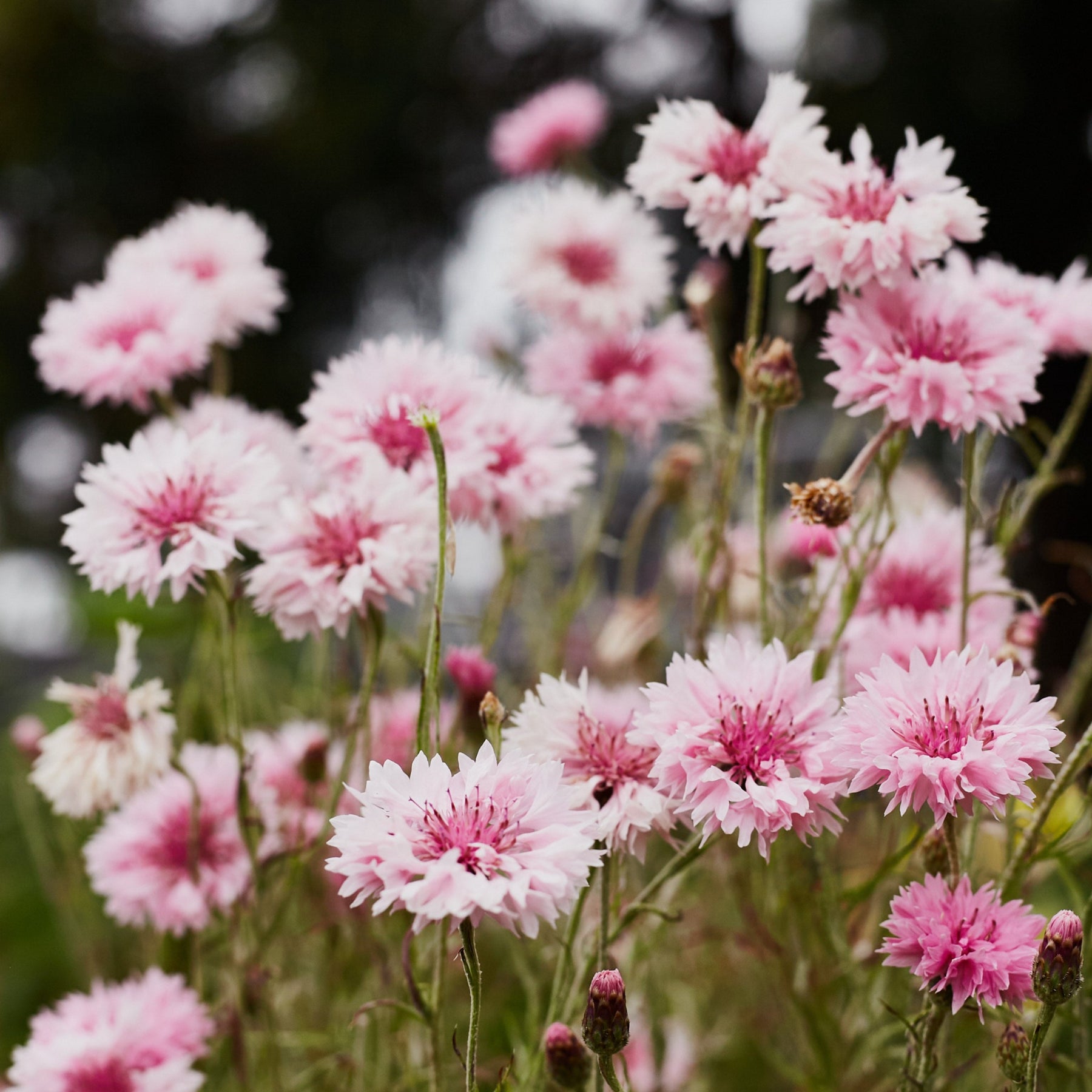 Cornflower Centaurea Pink Ball Flower | x 80 seeds – Veggie & Flower ...