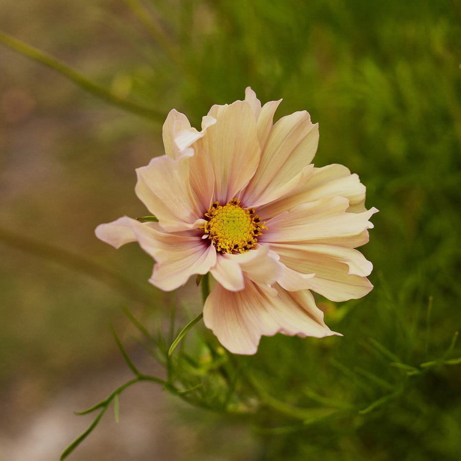Cosmos Apricotta Flower | X 30 Seeds – Veggie & Flower Garden Seeds