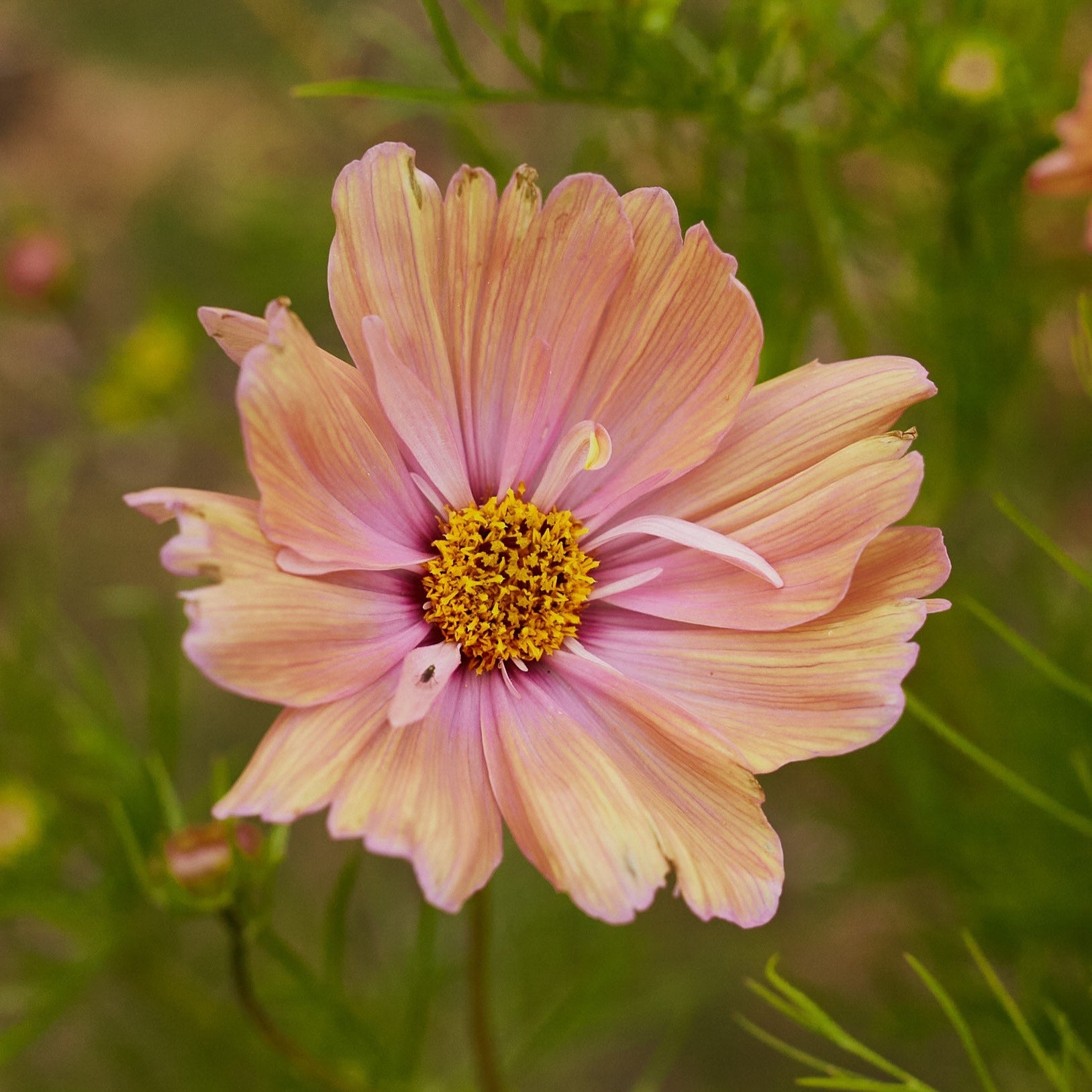 Cosmos Apricotta Flower | X 30 Seeds – Veggie & Flower Garden Seeds