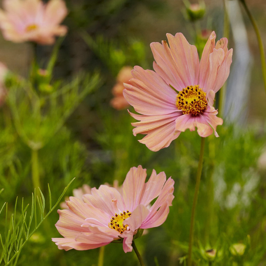 Cosmos Apricotta Flower | X 30 Seeds – Veggie & Flower Garden Seeds