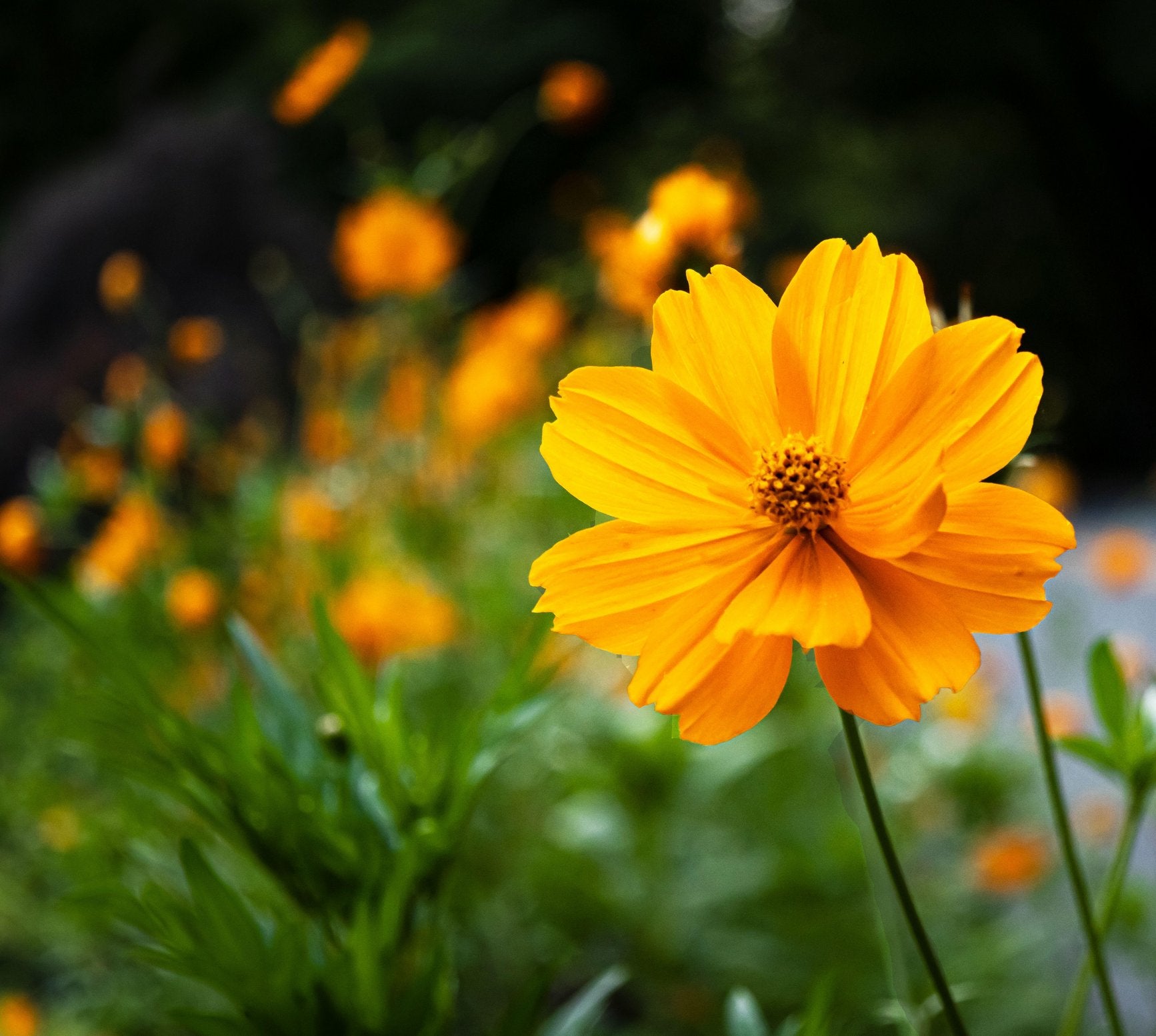 Cosmos Bright Lights Mix Flower | x 80 seeds – Veggie & Flower Garden Seeds