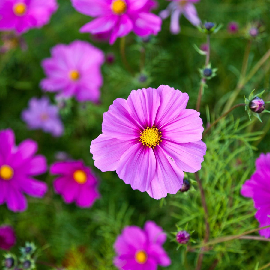 Cosmos Gloria Flower | X 50 Seeds – Veggie & Flower Garden Seeds