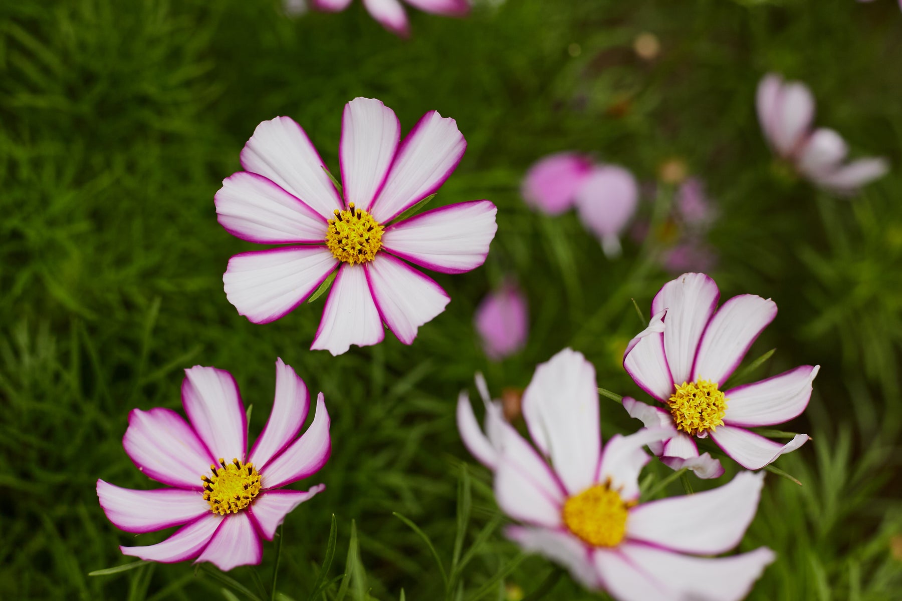 Cosmos Sensation Picotee Flower | X 50 Seeds – Veggie & Flower Garden Seeds