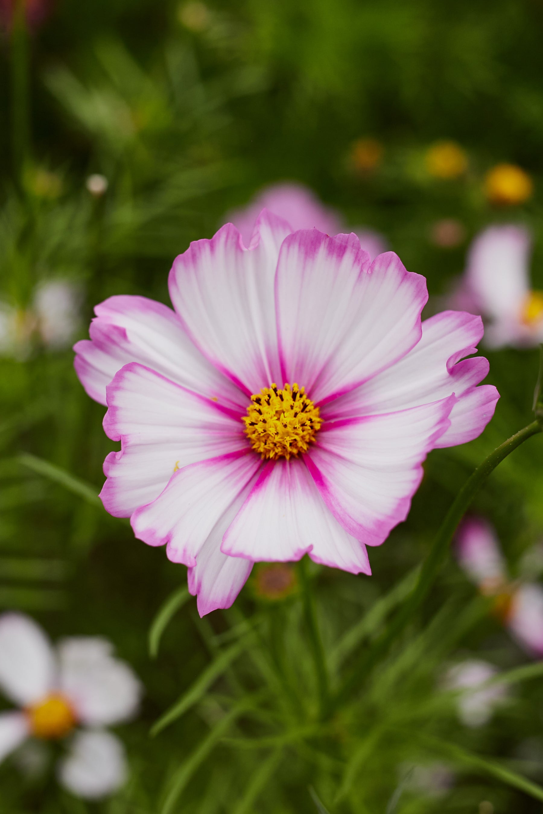Cosmos Sensations Candy Stripe Flower | X 80 Seeds – Veggie & Flower ...
