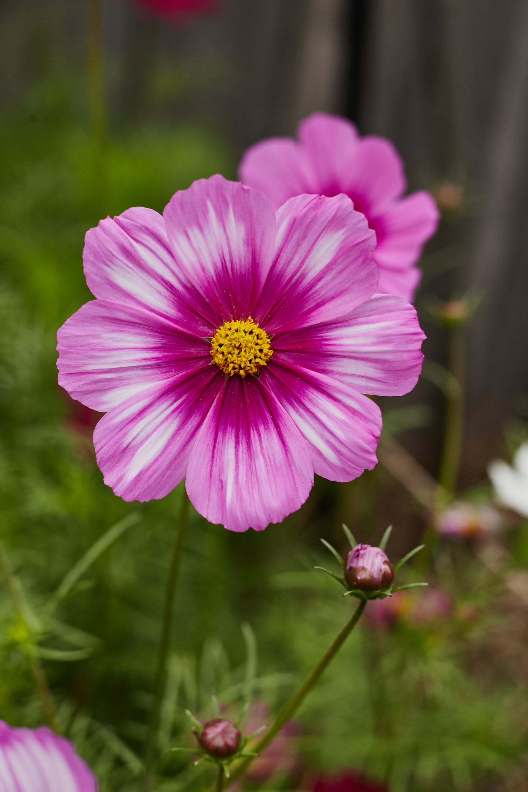 Cosmos Sensation Tall Mix Flower | X 80 Seeds – Veggie & Flower Garden ...