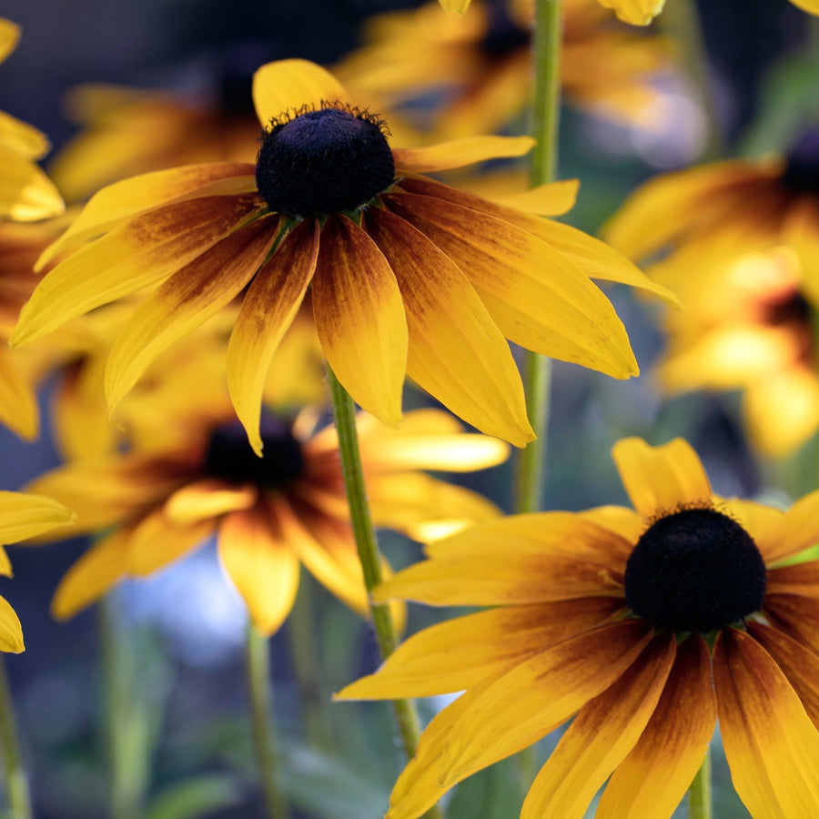 Rudbeckia Flower Seeds – Veggie & Flower Garden Seeds
