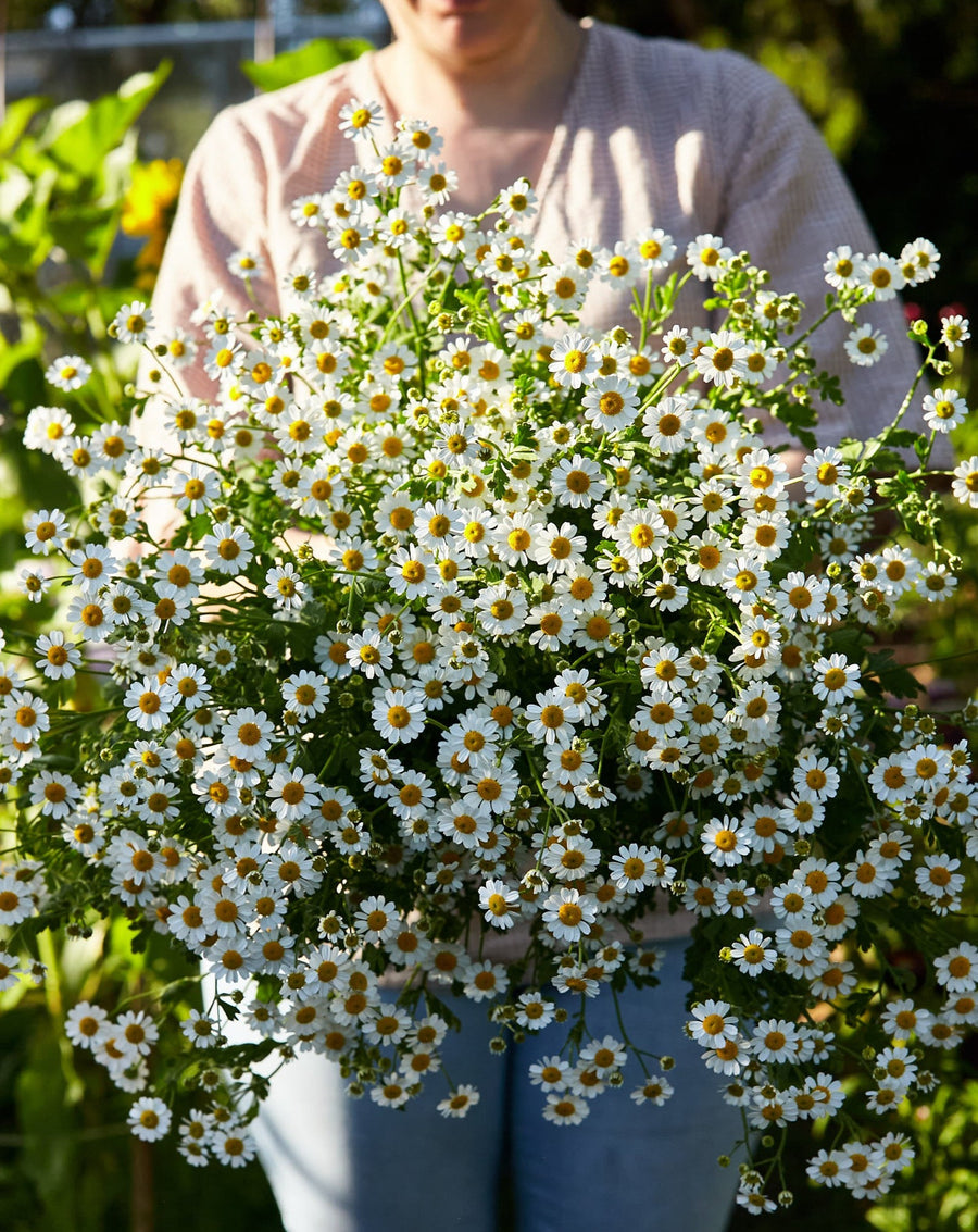 Feverfew Tall Single White Flower | X 200 Seeds – Veggie & Flower ...