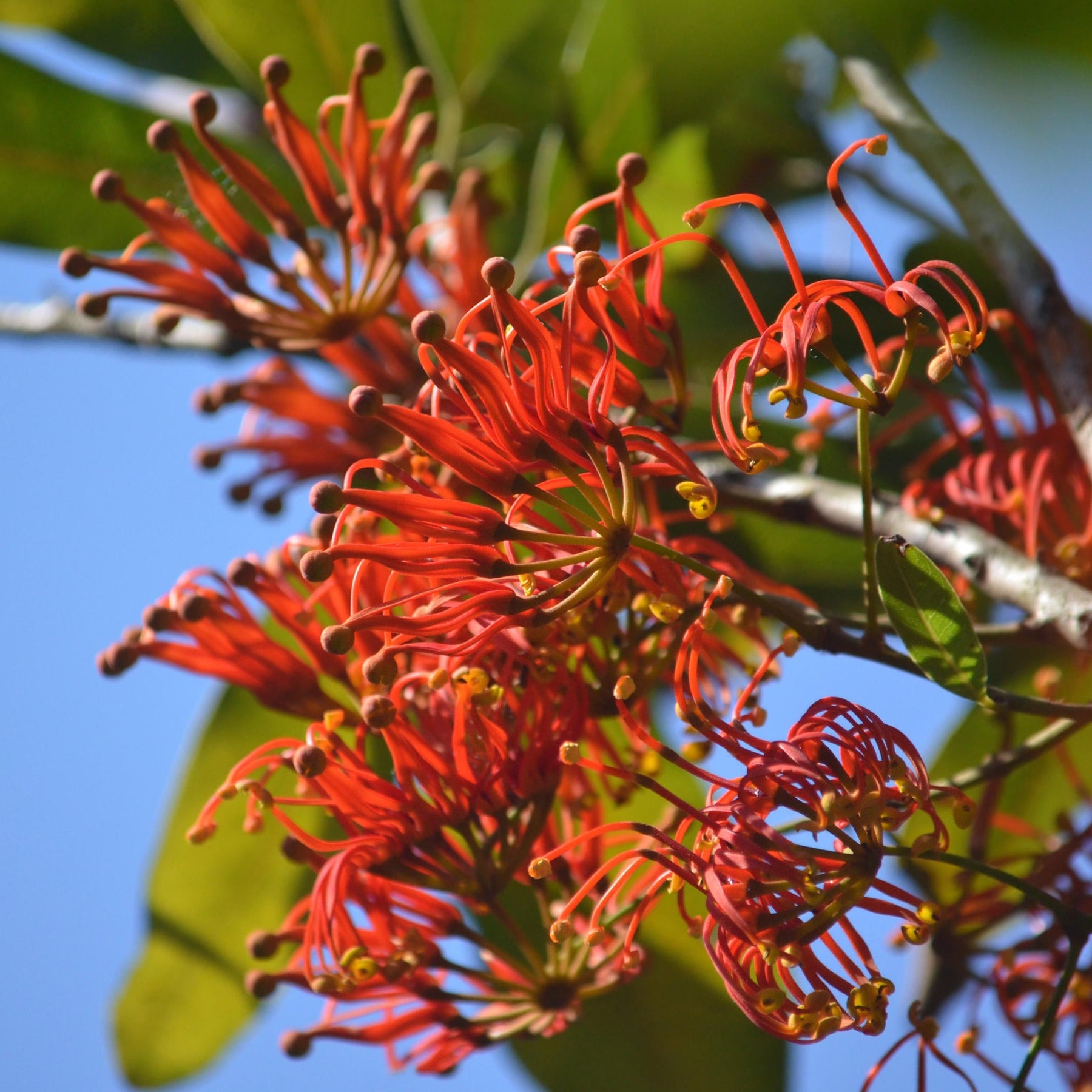 Fire Wheel Tree – Australian Native Flower | X 10 Seeds – Veggie ...