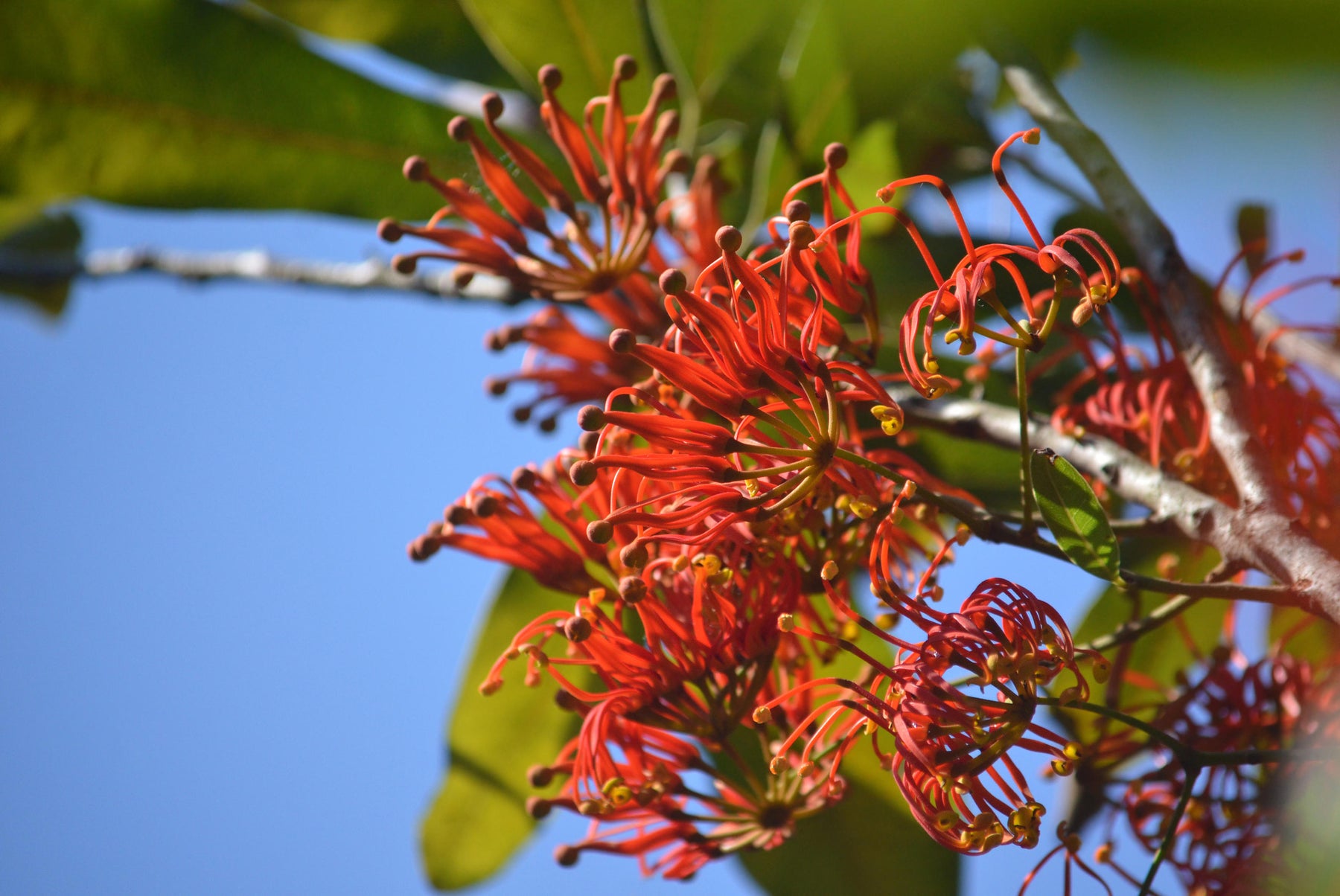 Fire Wheel Tree – Australian Native Flower | X 10 Seeds – Veggie ...