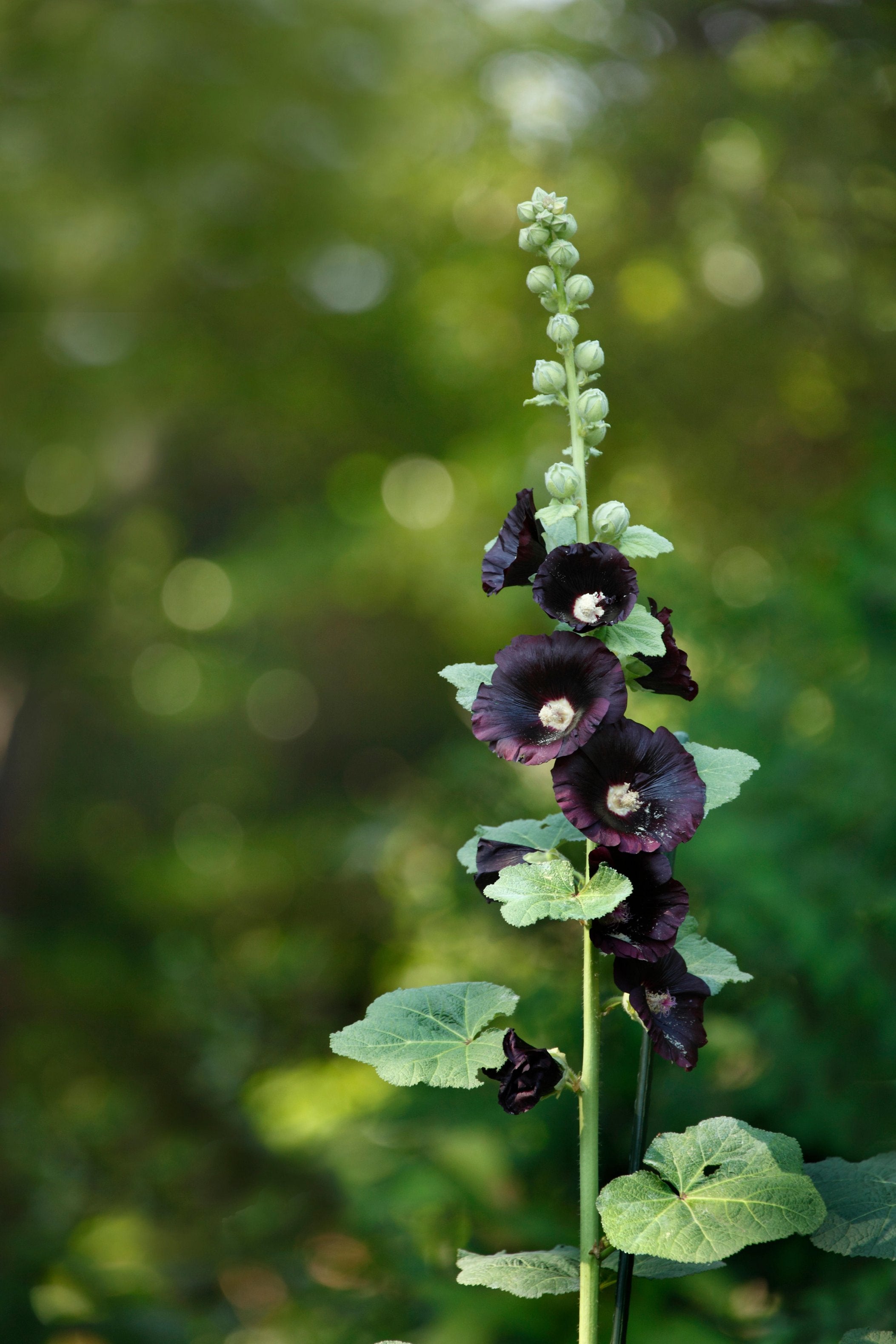 Hollyhock Henry The Eighth Black Flower X 30 Seeds Veggie Flower Garden Seeds