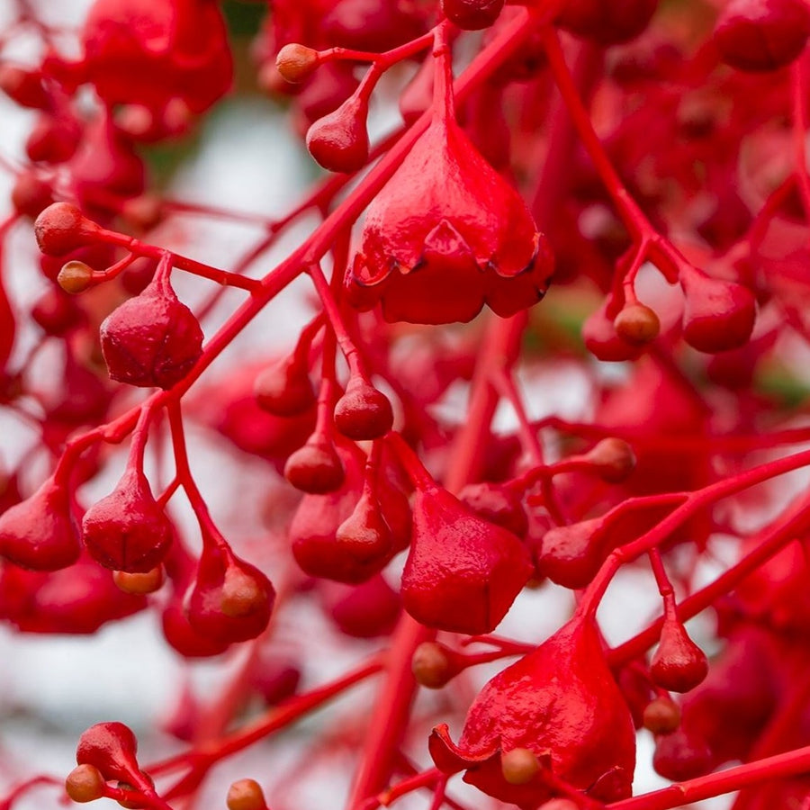 Illawarra Flame Tree Brachychiton acerifolius Australian Native | X 10 ...