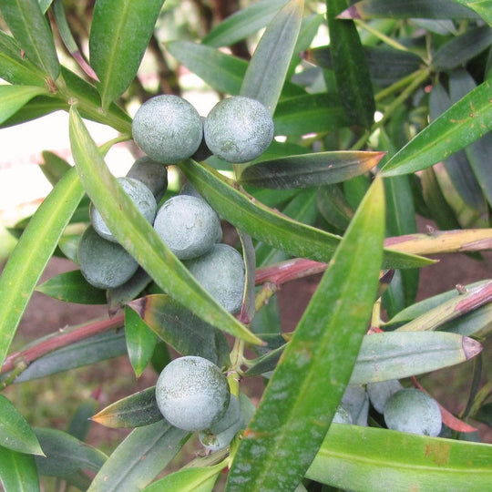 Australian Native Seeds – Veggie & Flower Garden Seeds