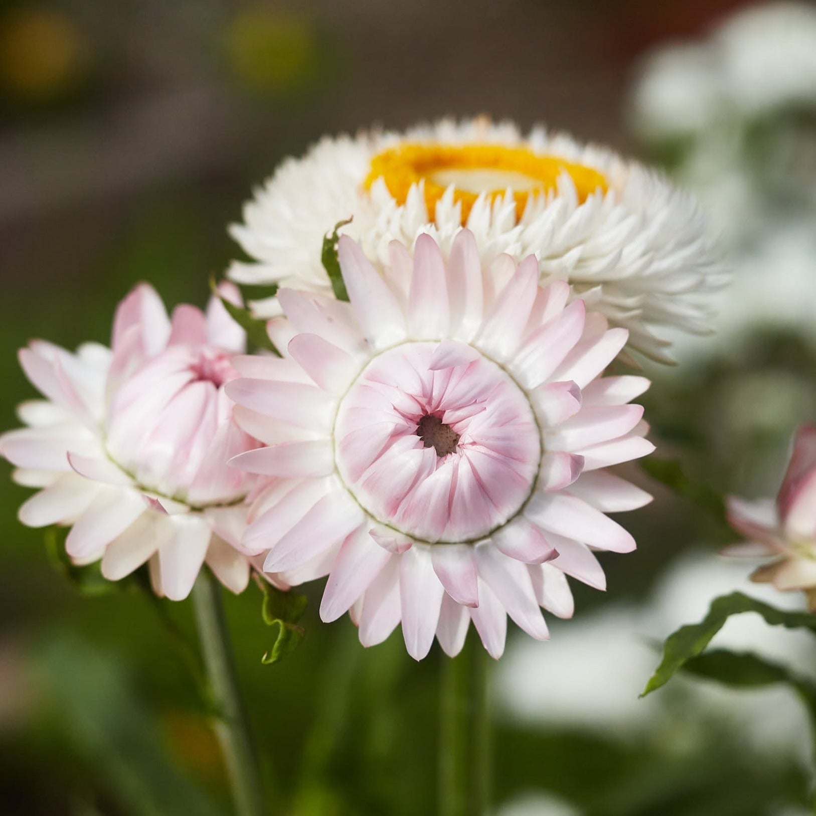 Everlasting Strawflower Silvery Rose | x 100 Seeds – Veggie & Flower ...