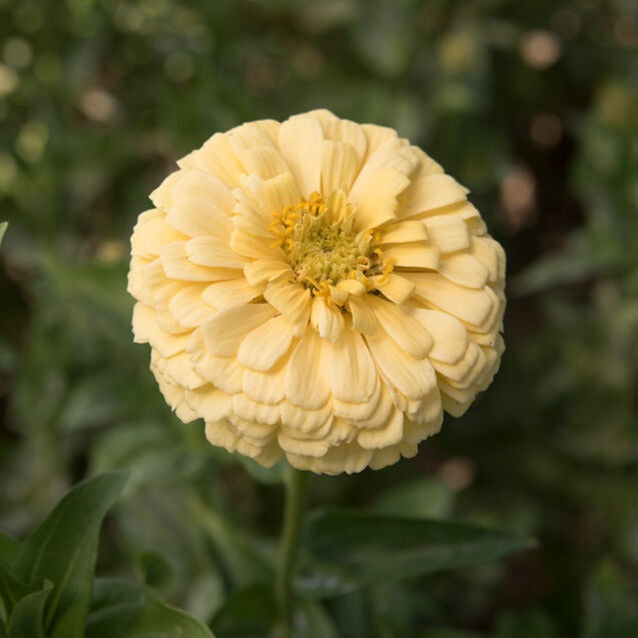 Zinnia Isabellina Creamy Yellow Flower | X 50 Seeds – Veggie & Flower ...