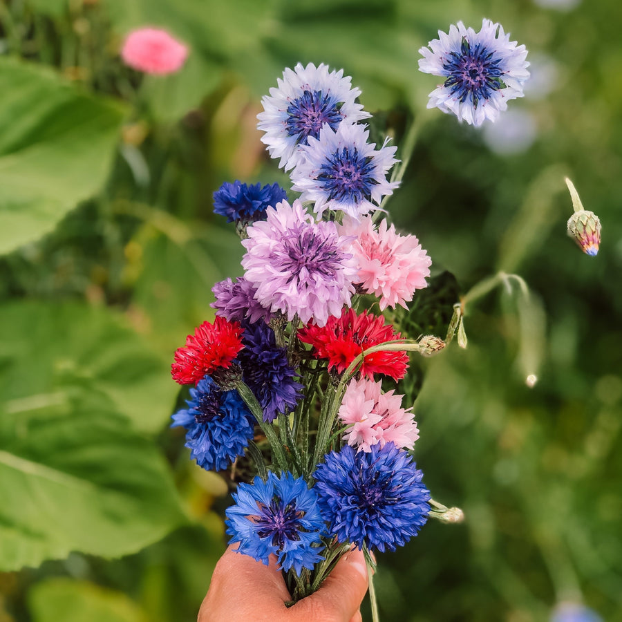 Cornflower Centaurea Double Ball Mix Flower | X 80 seeds – Veggie ...
